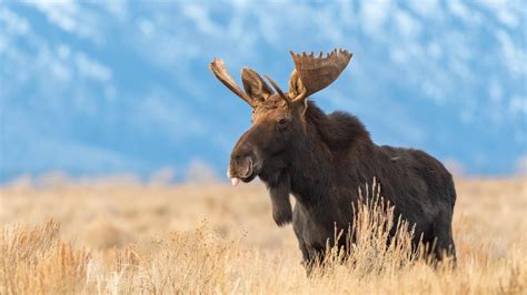 Moose With Antlers Is Standing In Dry Grass Field In Blue Background 4k