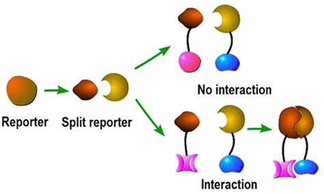 Applications Of Protein Fragment Complementation Assays For Analyzing