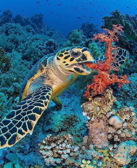 A Hawksbill Sea Turtle Snacking On Some Soft Coral 🐢 Didyouknow