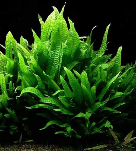Java Fern Care Size Aquarium How To Plant And Grow Fishkeeping World