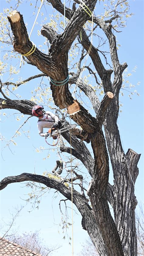 247 Emergency Tree Service In Dallas Tx Leatherface Tree Service