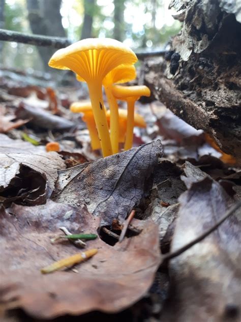 Gloioxanthomyces Nitidus Gloioxanthomyces Nitidus Picture Mushroom