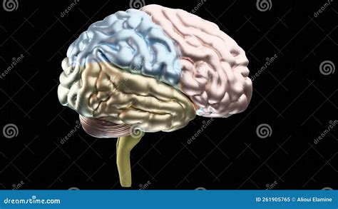 Anatomie Van Het Menselijk Hersenstelsel Medisch Schema Met Parasympathische En Sympathische