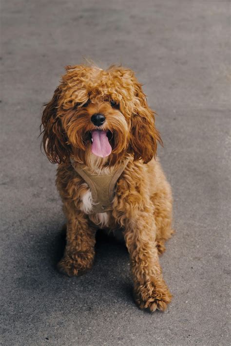 Havapoo Vs Cavapoo How To Tell The Difference Between Poodle Mixes