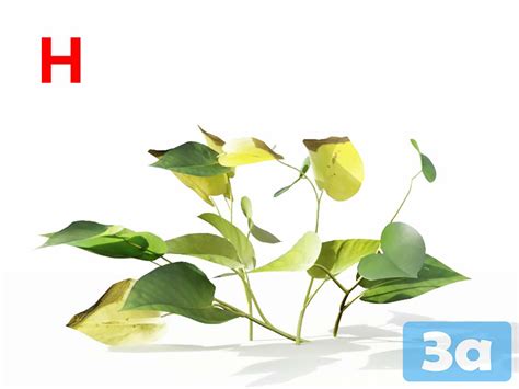 Tree Sketchup Model 3d Library