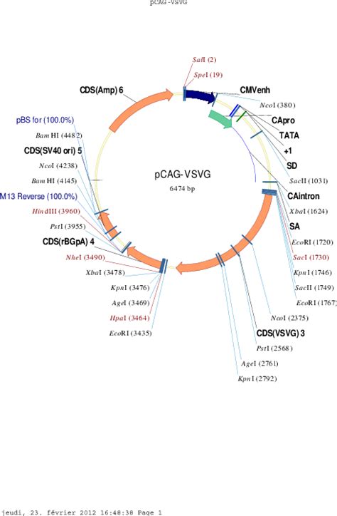 Addgene Pcag Vsvg