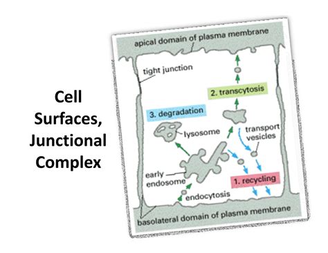Solution Cell Sufaces Junctional Complex Studypool