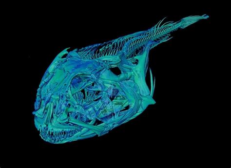 Antarctic Icefish Rewired Their Skulls To Win An Evolutionary Arms Race