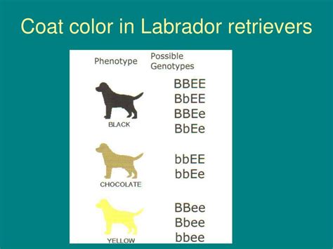 ppt complex patterns of inheritance powerpoint presentation free