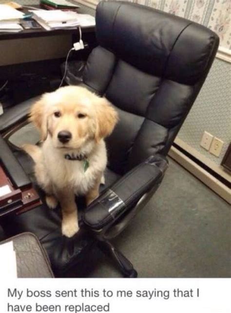 Office Pranks Vs Office Memes Fun