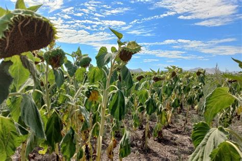 Comenzó La Cosecha De Girasol Rural Al Día
