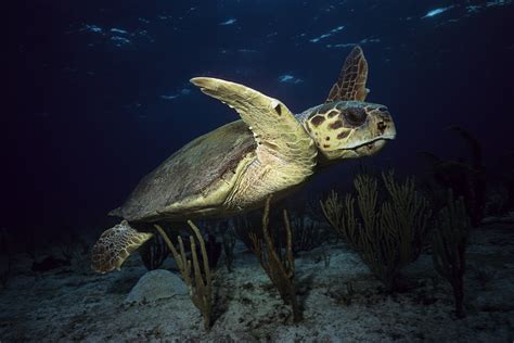 Loggerhead Turtle Facts And Pictures Reptile Fact