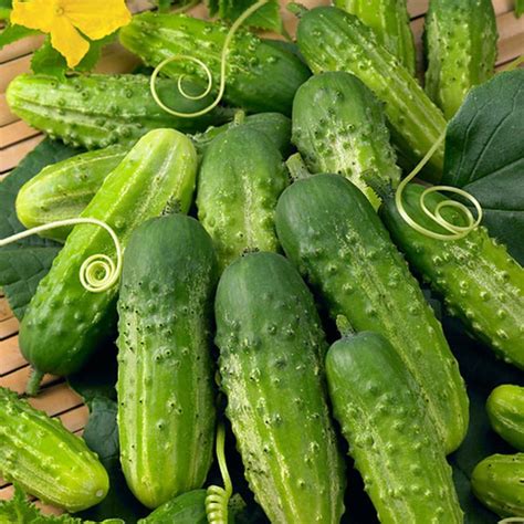 Cucumber Parisian Gherkin F1