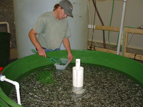 Halibut Slideshow Center For Cooperative Aquaculture Research