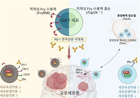 Kaist 난치성 뇌종양 치료 ‘새로운 길 열었다
