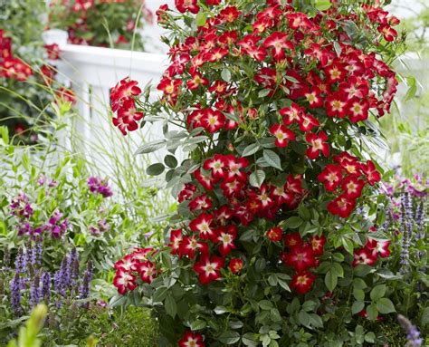 Rosa ‘geus1713 Everglow Ruby Kvbc