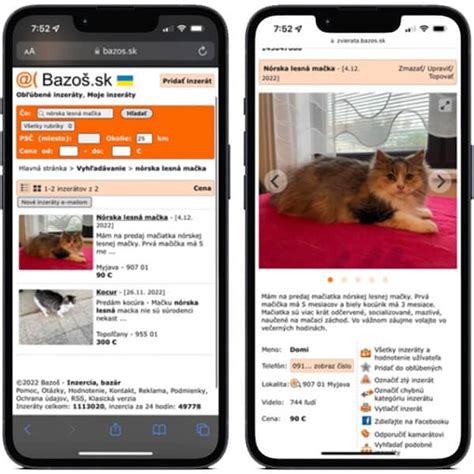 Nórska Lesná Mačka Predaj Cena A Jej Povaha