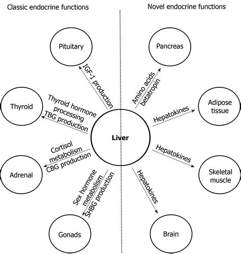 Newly Discovered Endocrine Functions Of The Liver