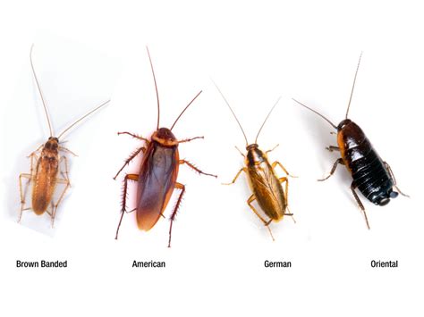 How To Kill Roaches And Their Eggs Pest Control Gurus