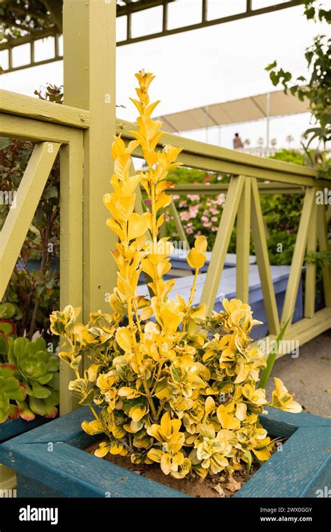 Photo Of The Leaves Of Golden Euonymus Euonymus Japonicus Aureomarginatus Posted By