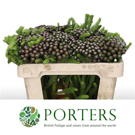 Berzelia Albiflora Brunia Various Lengths Porters Foliage Ltd