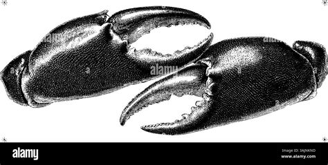 Detailed Vintage Engraving Of Two Crab Claws In Black And White Stock