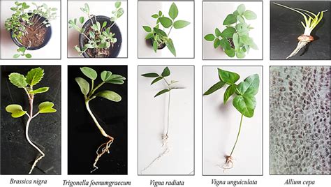 Control Groups For Phytotoxicity Characterisation Of Seed Germination