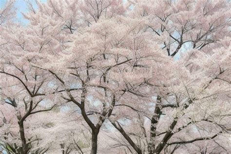 Beautiful Cherry Blossom Sakura Flower Spring Season In Japan Ai