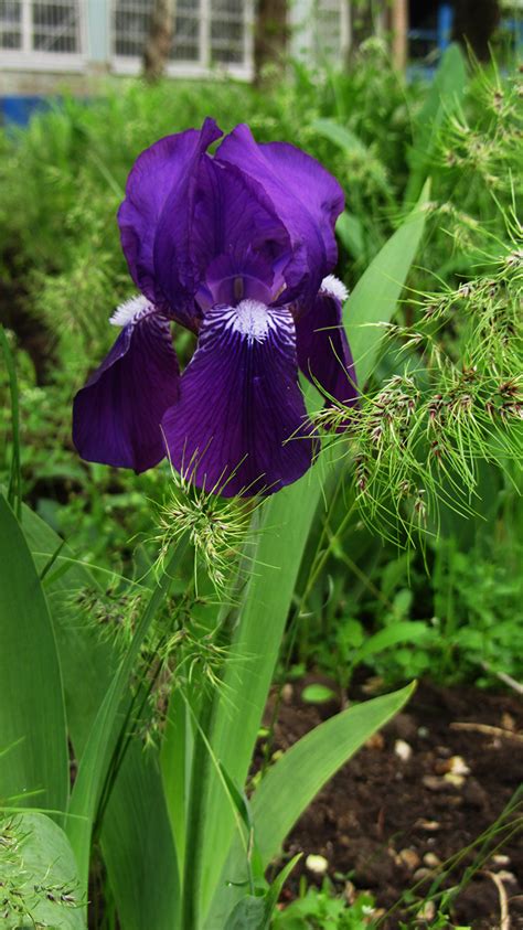 Noble Iris By Annnet20 On Deviantart