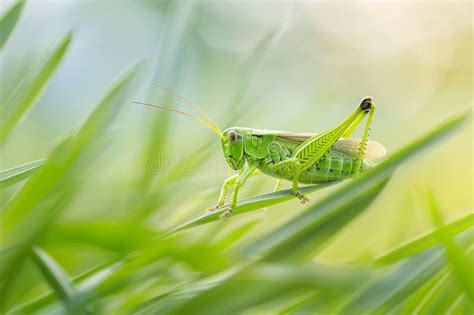 A Green Grasshopper Perched On A Blade Of Grass In A Field With Summer Sunlight Illuminating