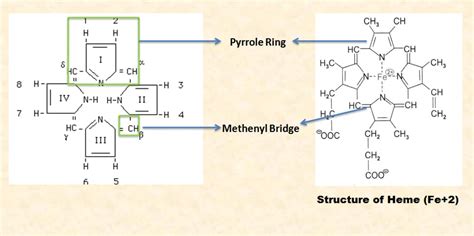 Structure Of Heme