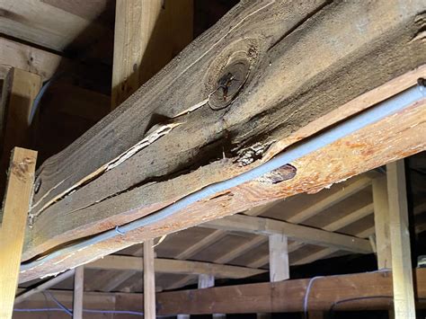 シロアリについて知る 佐々木シロアリ