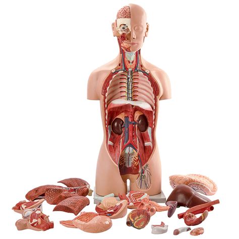 Affordable Torso Models On Sale