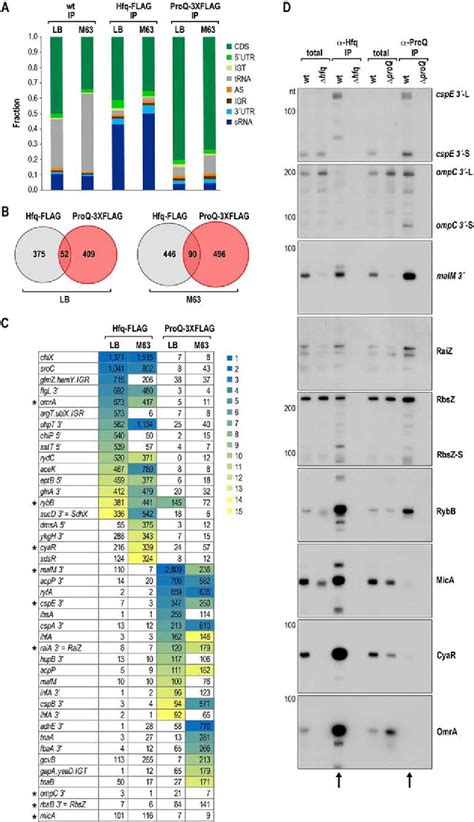 Figure 1 From Rna Rna Interactomes Of Proq And Hfq Reveal Overlapping
