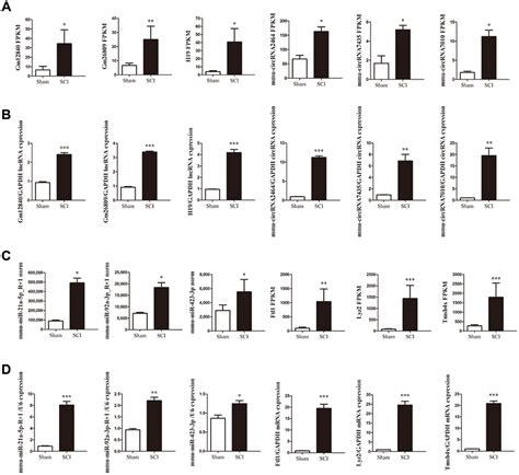 identification of noncoding rna expression profiles and regulatory