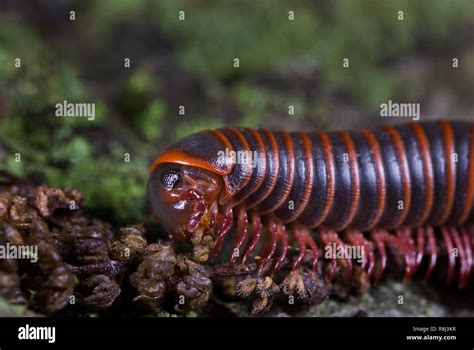 Large Millipede Narceus Americanus Feeding On A Decomposing Oak Tree Flower That Has Fallen