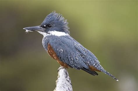 Martim Pescador Grande Ceryle Torquata © Manuel Castro Ringed