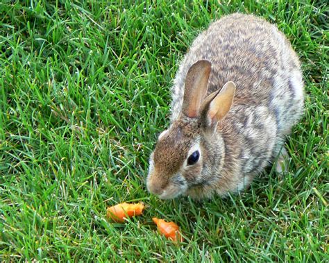 Backyard Bunny ~sage~ Flickr