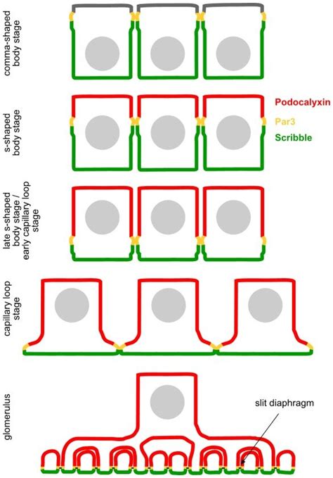 During Podocyte Differentiation The Cell Cell Contacts Translocate From