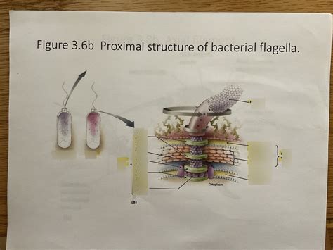 Proximal Structure Of Bacterial Flagella Diagram Quizlet