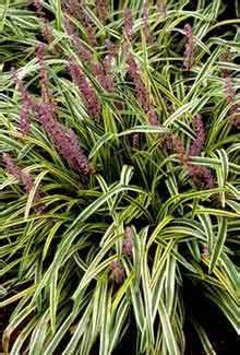 The Beauty And Benefits Of Variegated Liriope Plants Lilly Geek