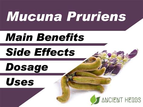 Mucuna Pruriens Benefits Uses Dosage Side Effects