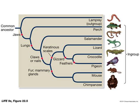 49 Which Of The Following Is A Paraphyletic Group