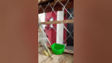 Cocktail Pair 🦜 Youtube