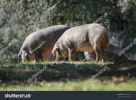 22 790 Imágenes De Pradera Cerdos Imágenes Fotos Y Vectores De Stock
