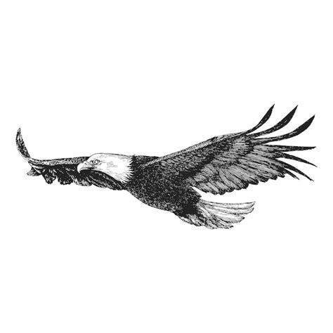 Premium Vector Eagle In Flight Vector Sketch Freedom Symbol