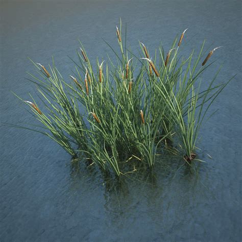 Common Bulrush Grass 3d Model 39 Fbx Max Obj Free3d