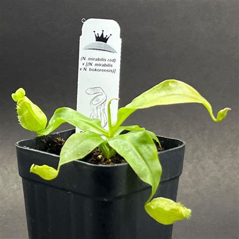 N Mirabilis Red X N Mirabilis X N Bokorensis Plantas Exóticas El Rey