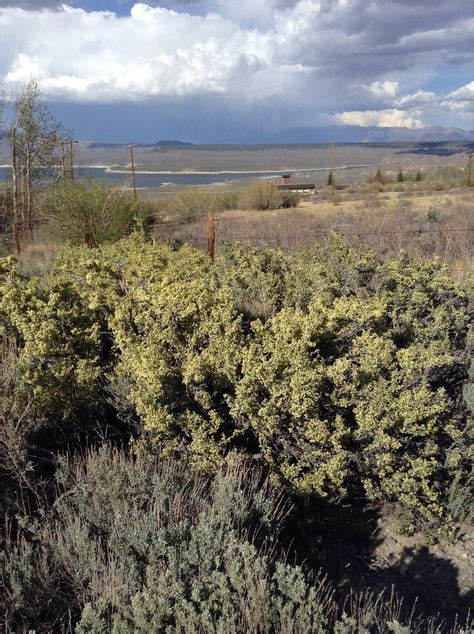 8 Woody Shrubs And Trees Ideas Great Basin Shrubs Sierra Nevada
