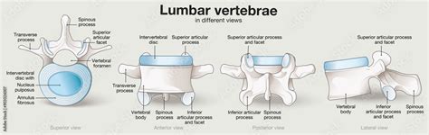 Labeled Lumbar Vertebrae Lab 6—labeled Vertebrae Labeled Lumbar Vertebrae Lab 6—labeled Vertebrae